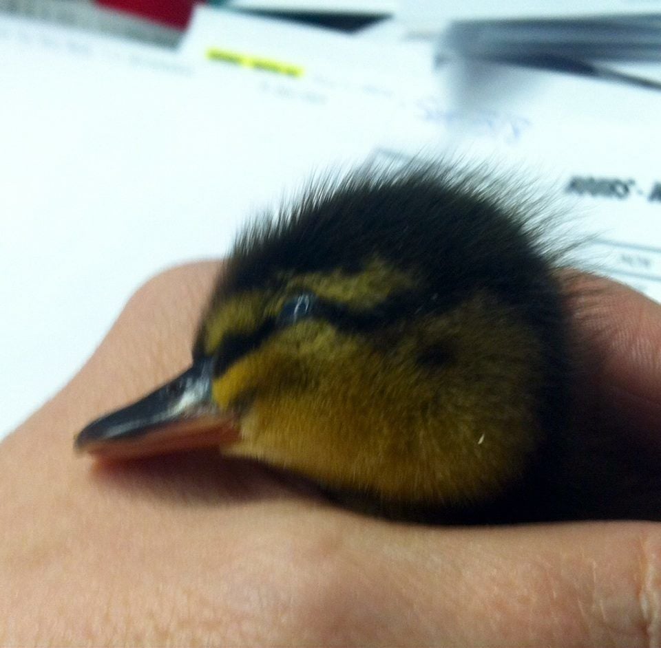 Cloudy, goopy eye? | BackYard Chickens - Learn How to Raise Chickens