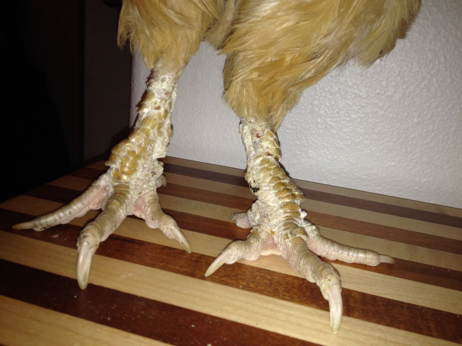 Scaly Skin on Hen's Legs- Concern? -Treatment? | BackYard Chickens ...