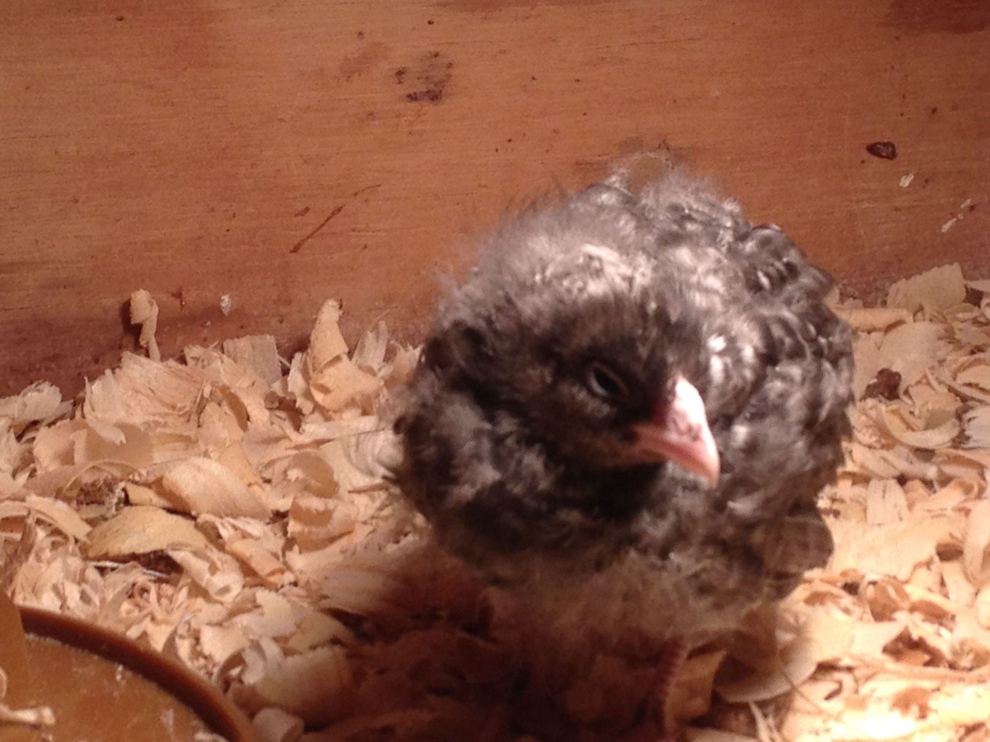 Sick chicken (warning poop pics) | BackYard Chickens - Learn How to ...