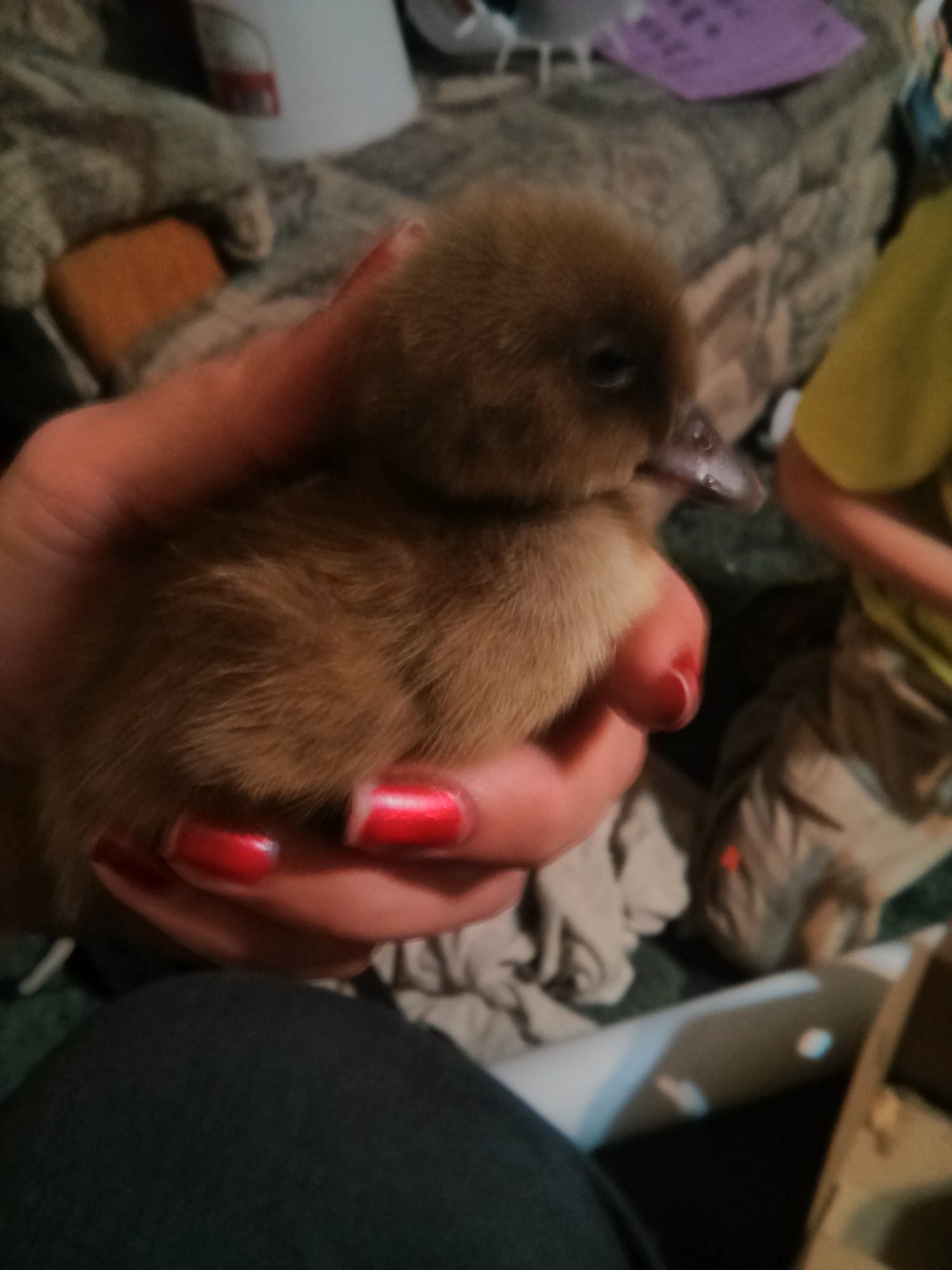 Duckling Identification | BackYard Chickens - Learn How to Raise Chickens