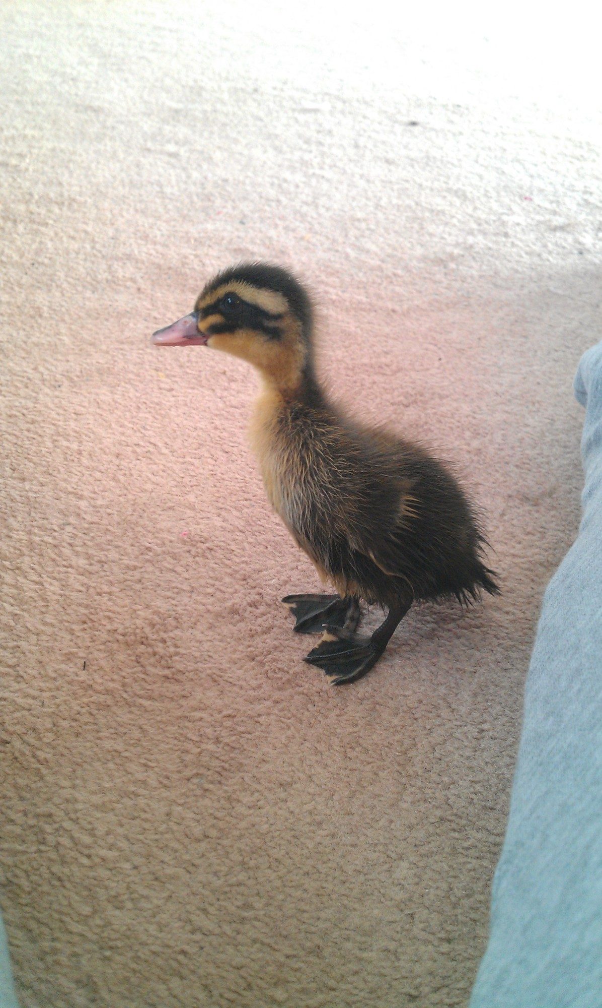 male or female rowan duck??? | BackYard Chickens - Learn How to Raise ...