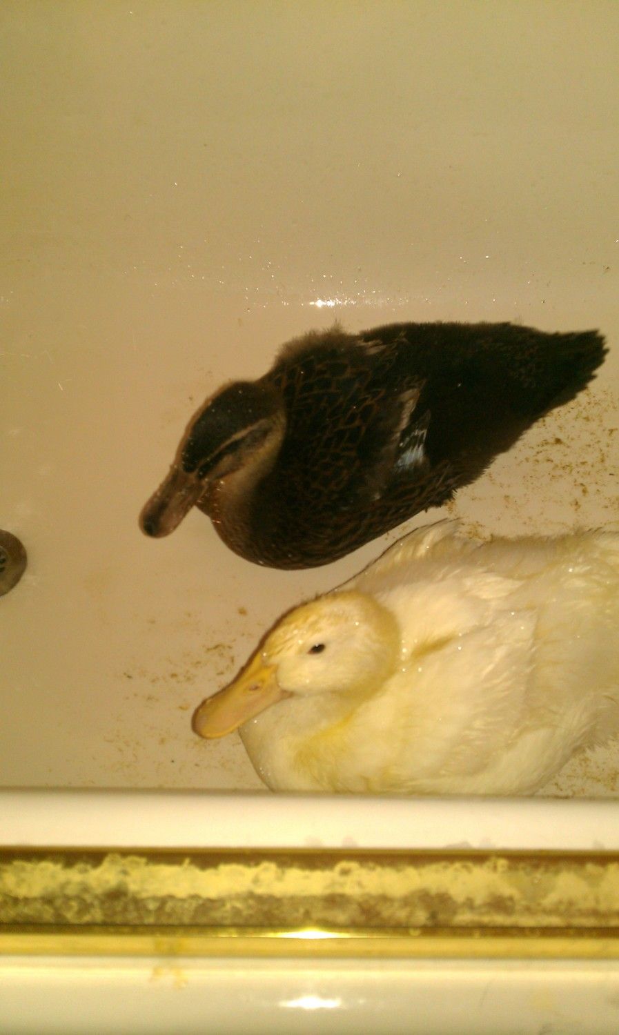 male or female rowan duck??? | BackYard Chickens - Learn How to Raise ...