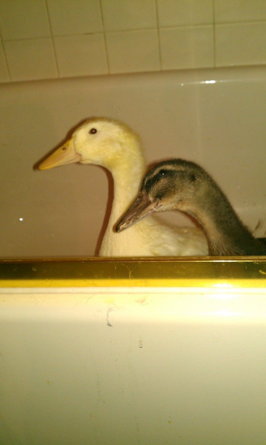 male or female rowan duck??? | BackYard Chickens - Learn How to Raise ...