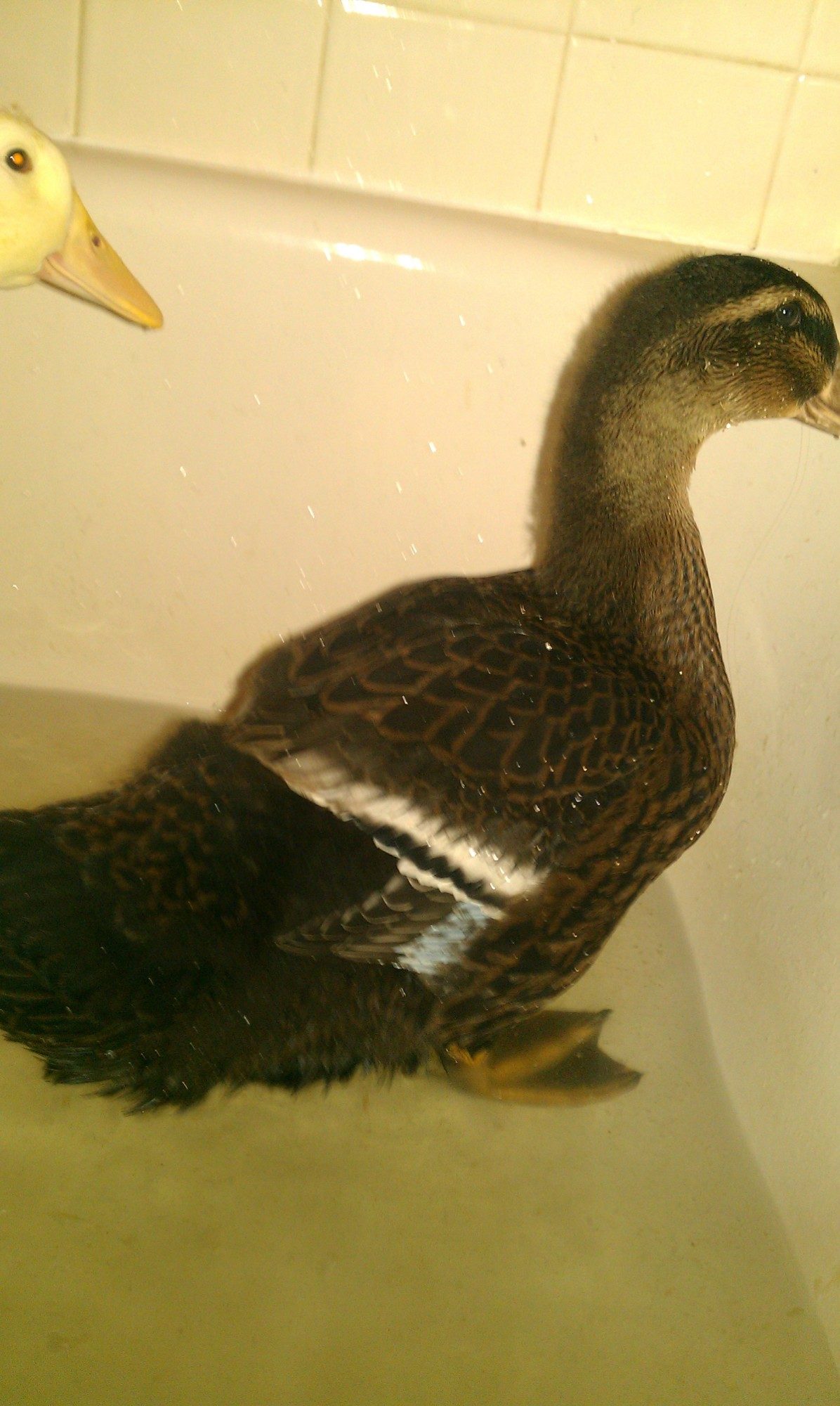 male or female rowan duck??? | Page 2 | BackYard Chickens - Learn How ...