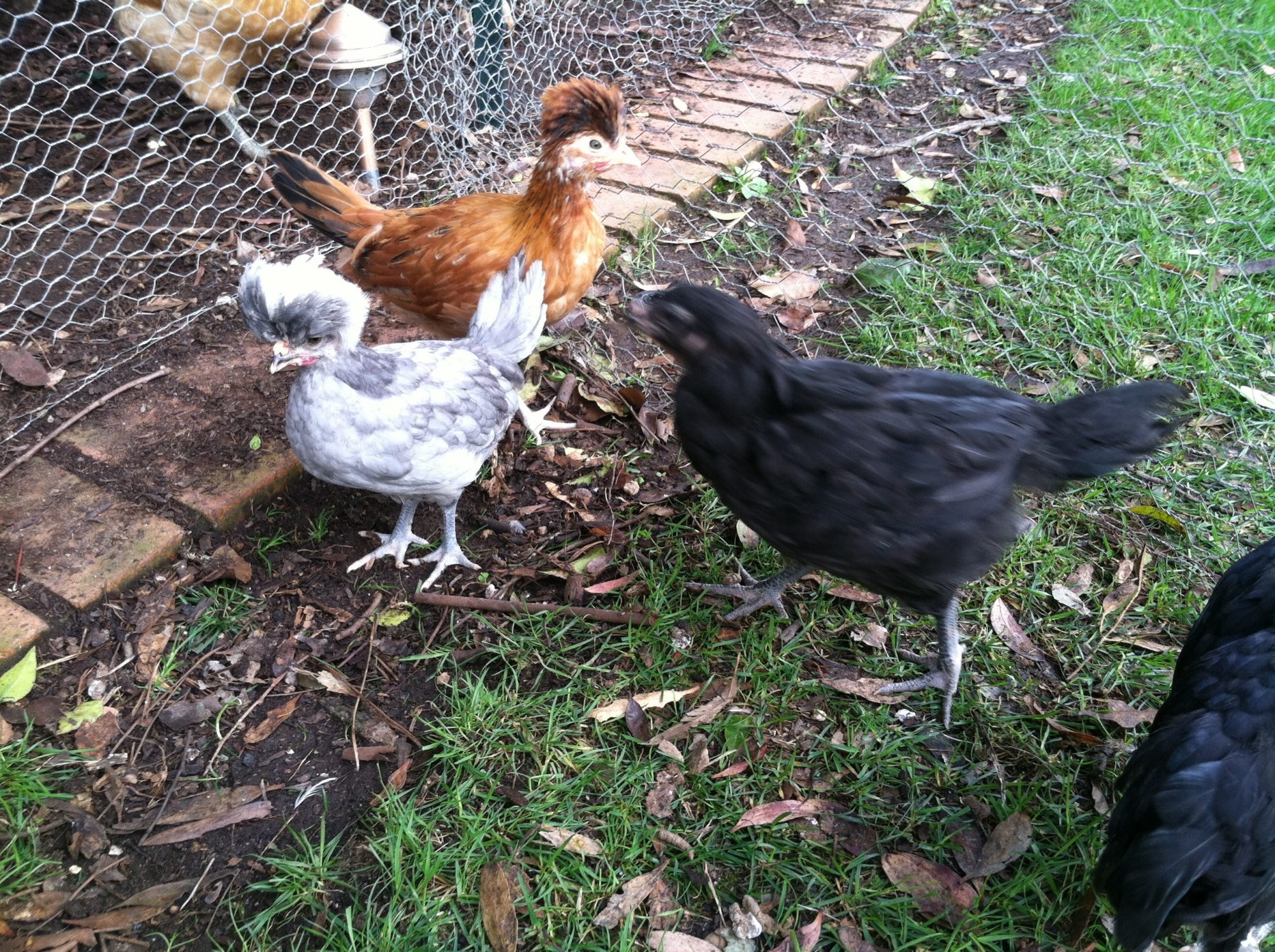 Teenage hens? | BackYard Chickens - Learn How to Raise Chickens
