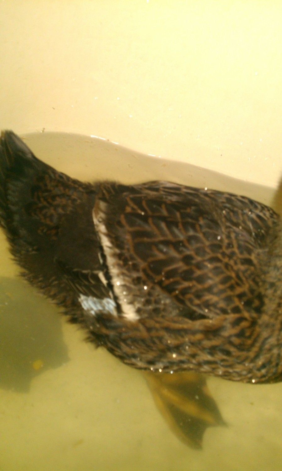 male or female rowan duck??? | Page 2 | BackYard Chickens - Learn How ...