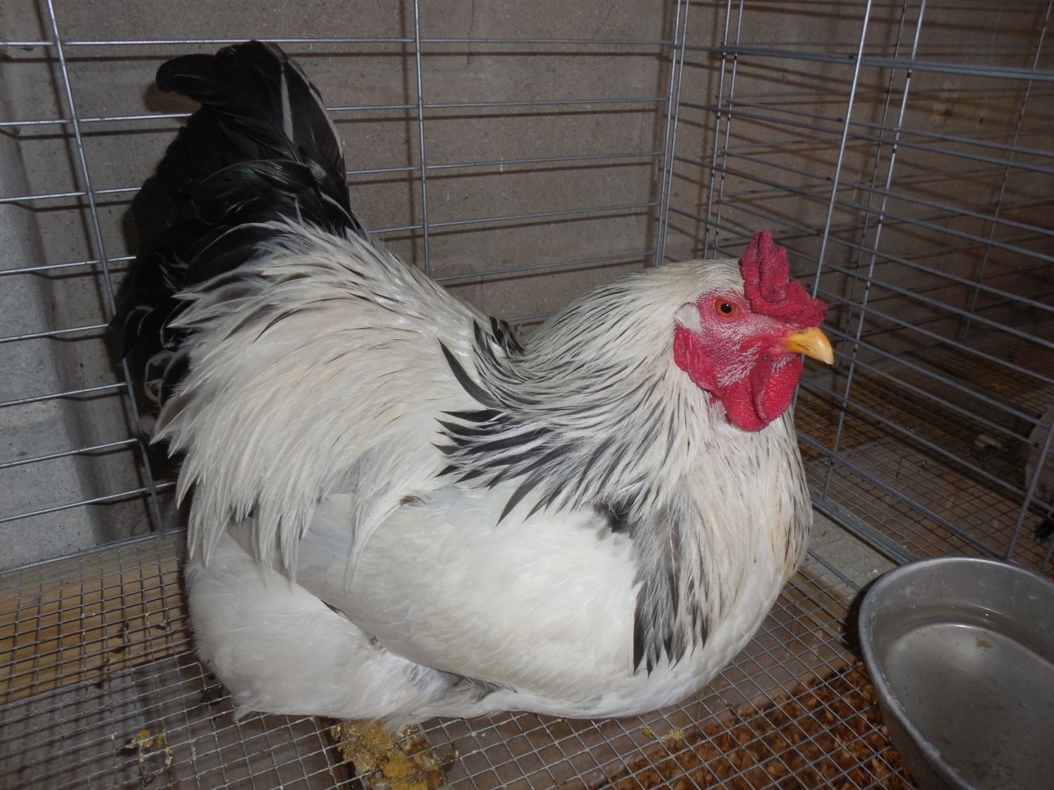 Best Rooster Photo/Video Contest WITH Prize! | BackYard Chickens ...