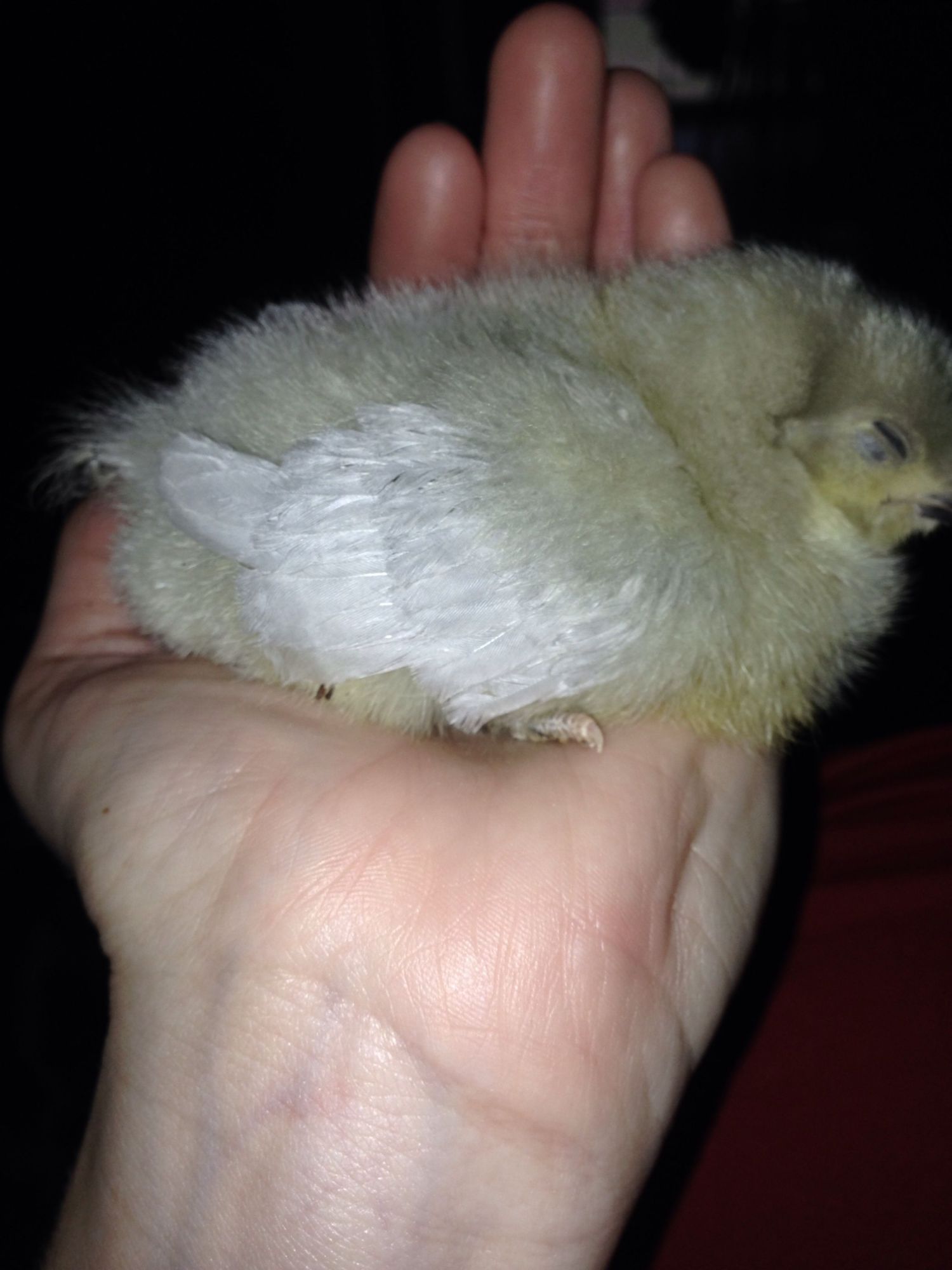 Lavender Chickens? | BackYard Chickens - Learn How to Raise Chickens