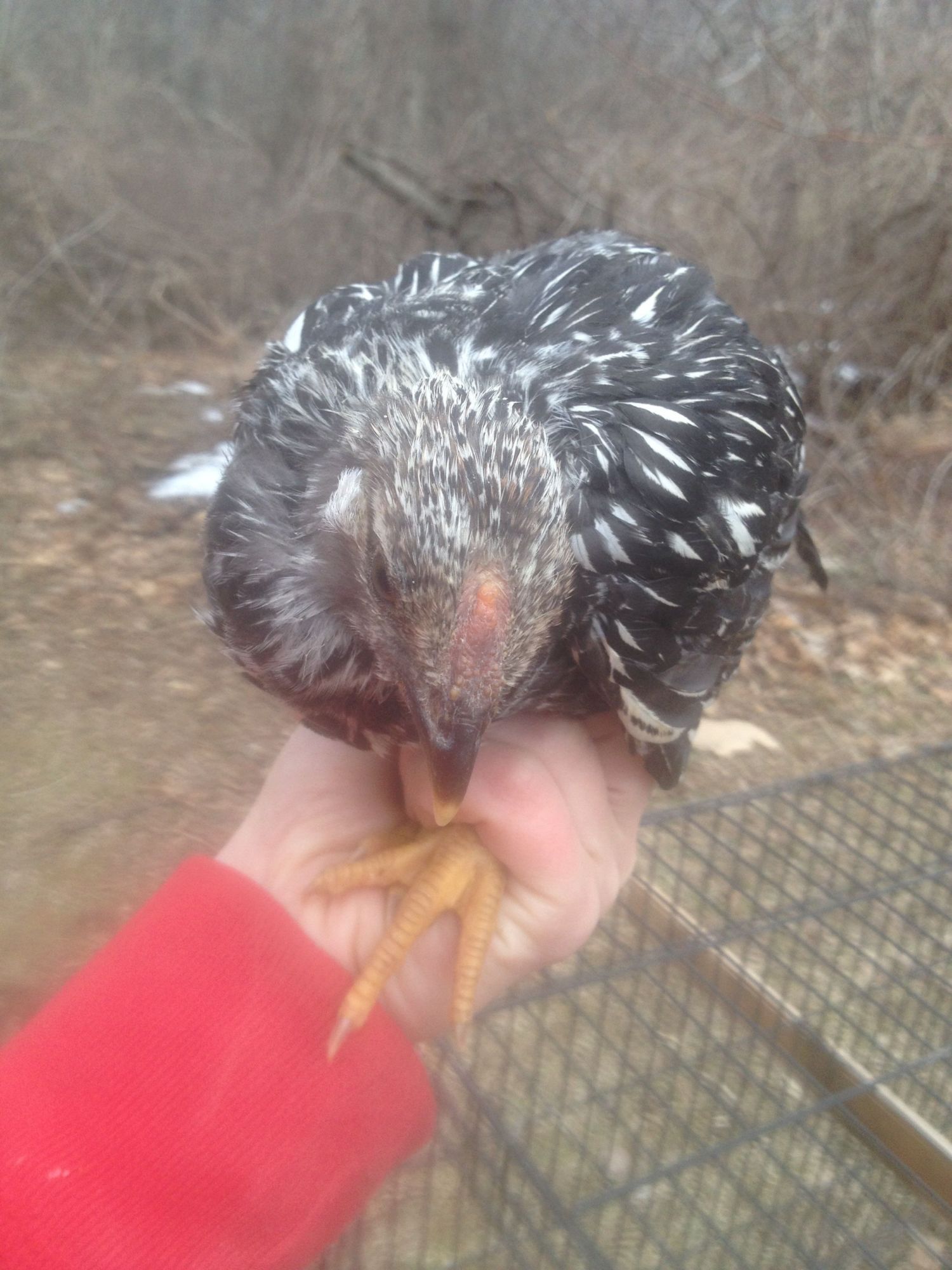 SLW do I have 2 boys? | BackYard Chickens - Learn How to Raise Chickens