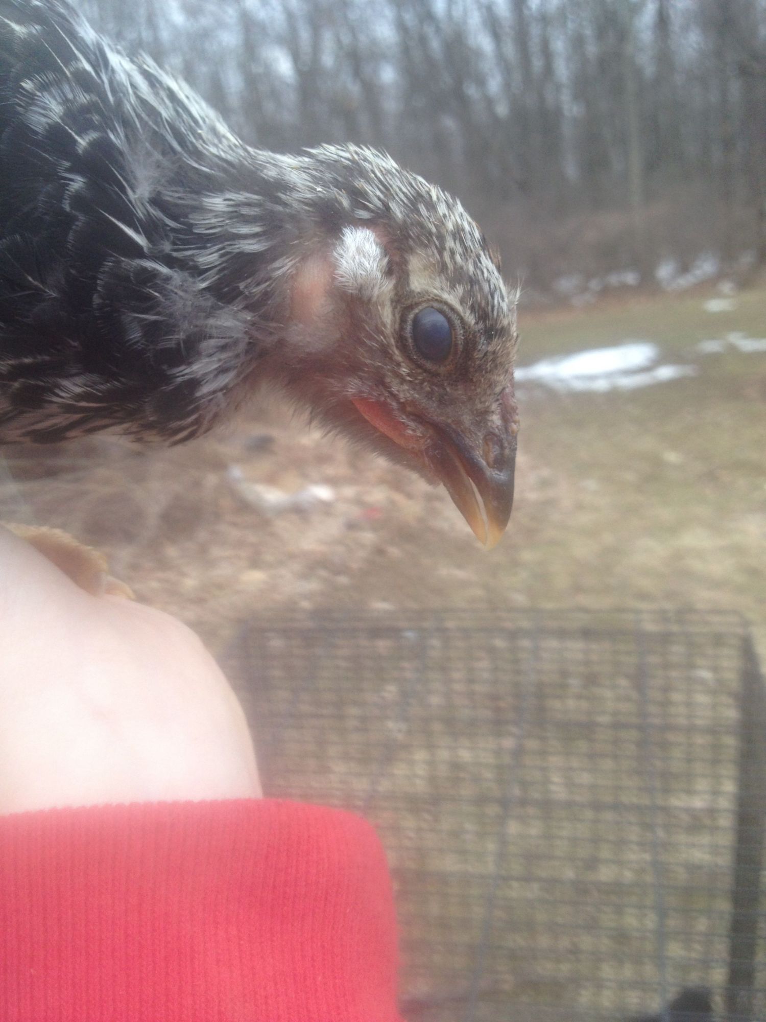 SLW do I have 2 boys? | BackYard Chickens - Learn How to Raise Chickens