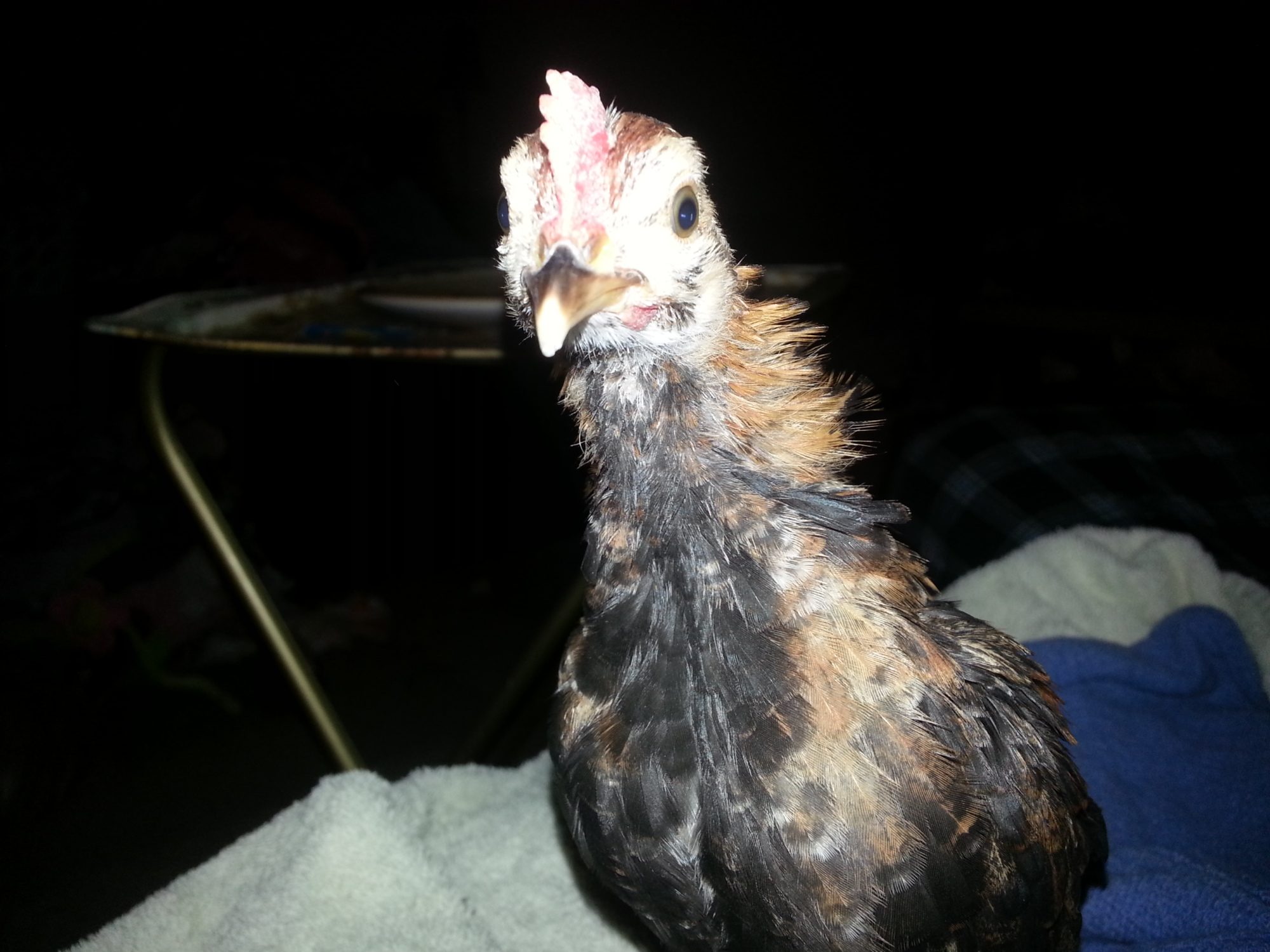 Banty breeds and genders? | BackYard Chickens - Learn How to Raise Chickens