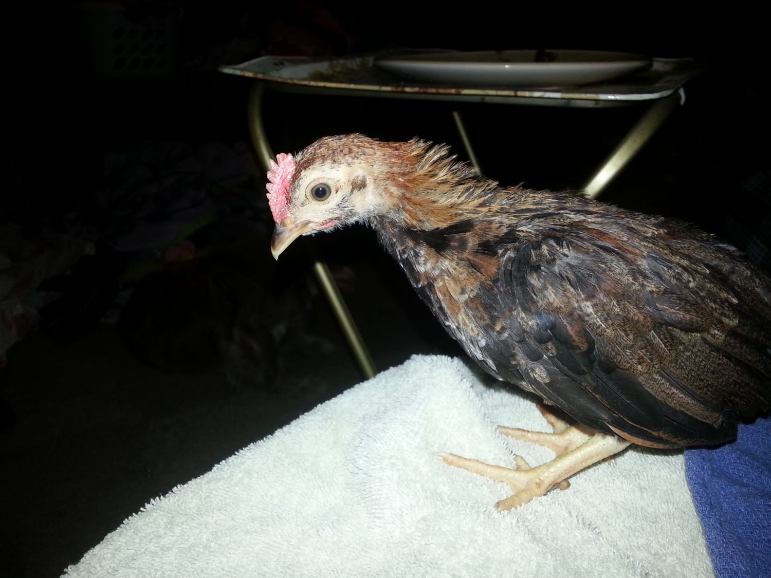 Banty breeds and genders? | BackYard Chickens - Learn How to Raise Chickens