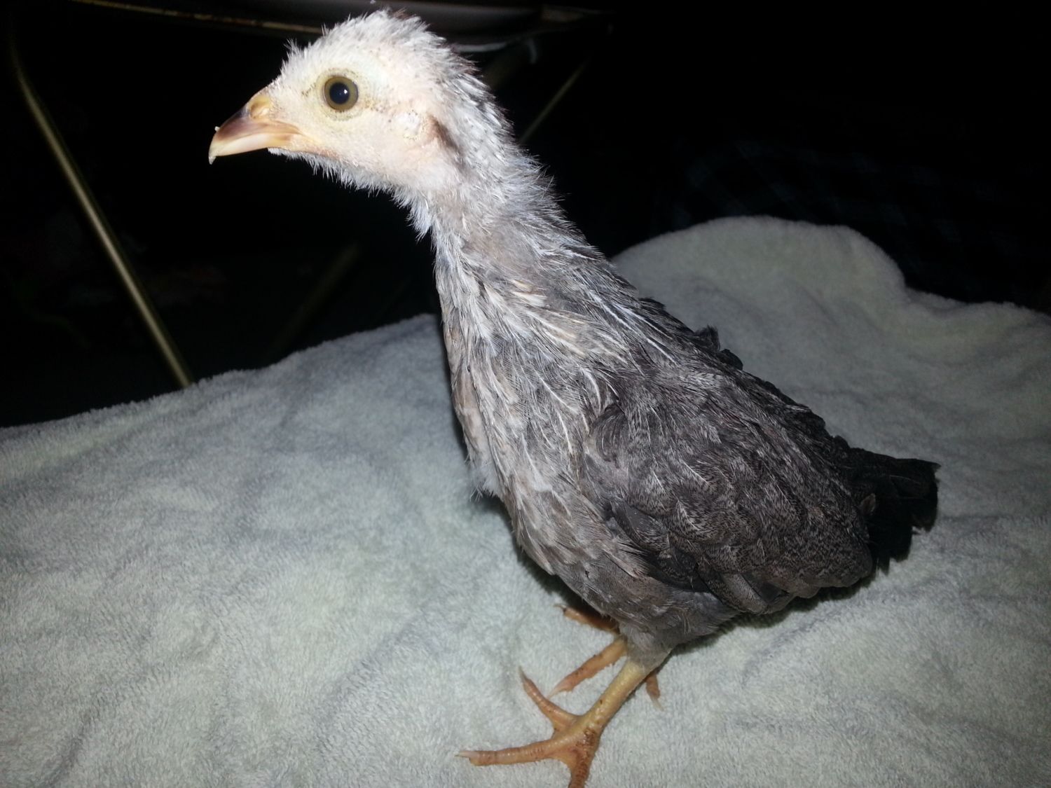 Banty breeds and genders? | BackYard Chickens - Learn How to Raise Chickens