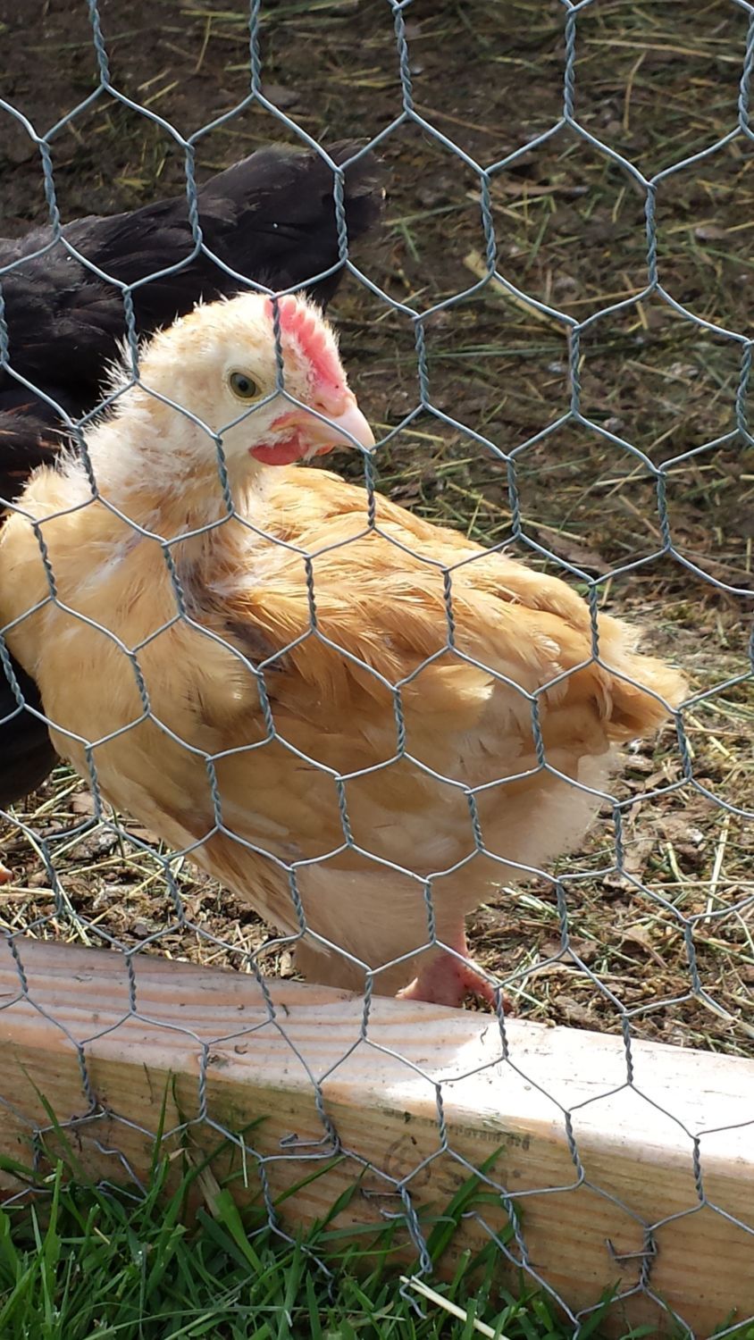 4 week old buff orpington...roo or hen? | BackYard Chickens - Learn How ...