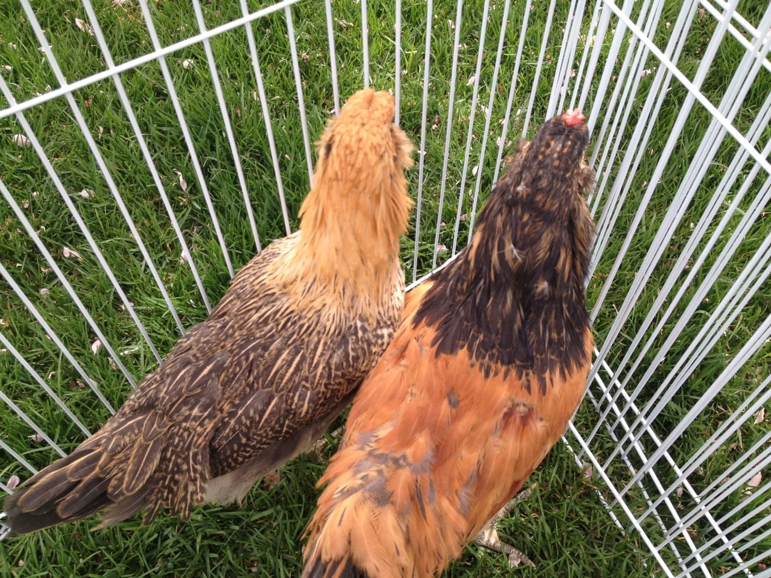 Easter Egger Young Rooster