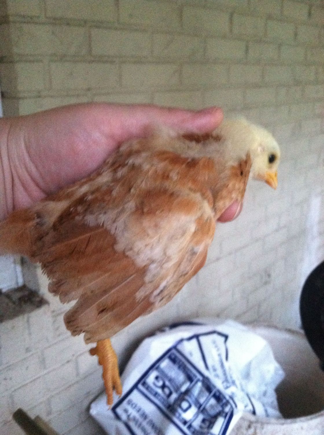 Cackle hatchery surprise chicks 3 weeks old | BackYard Chickens - Learn ...