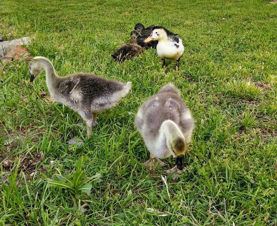 African goslings :) | BackYard Chickens - Learn How to Raise Chickens