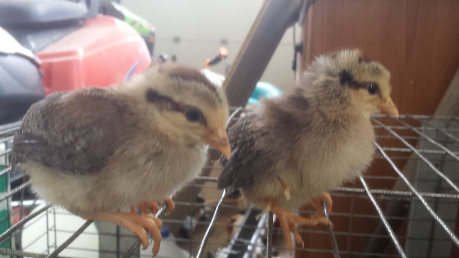 Silver Duckwing Bantams? | BackYard Chickens - Learn How to Raise Chickens
