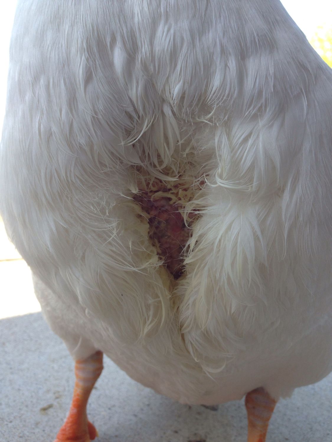 Duck bald spot - How long for new feathers to grow? | BackYard Chickens ...