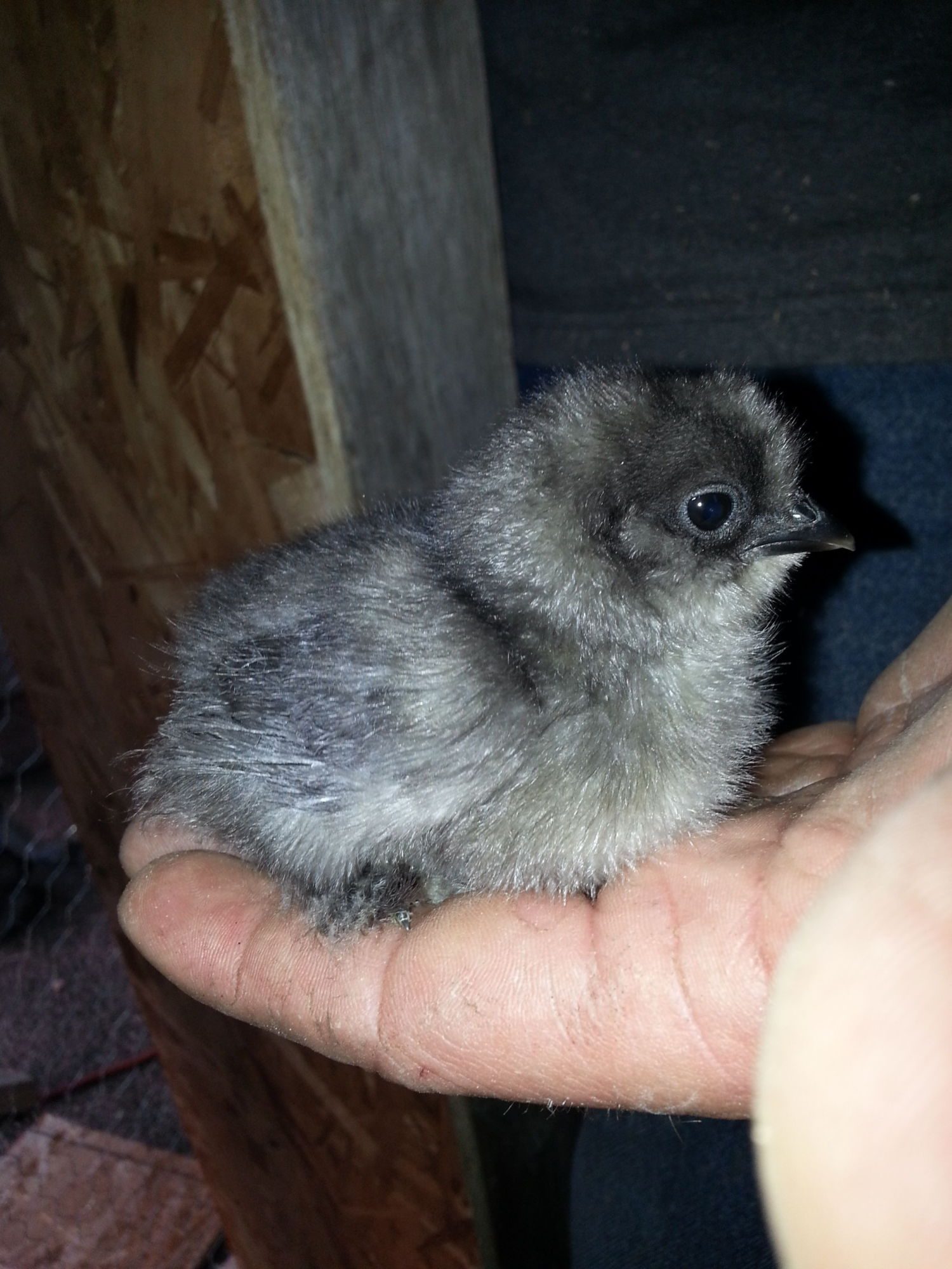 Baby chicks | BackYard Chickens - Learn How to Raise Chickens