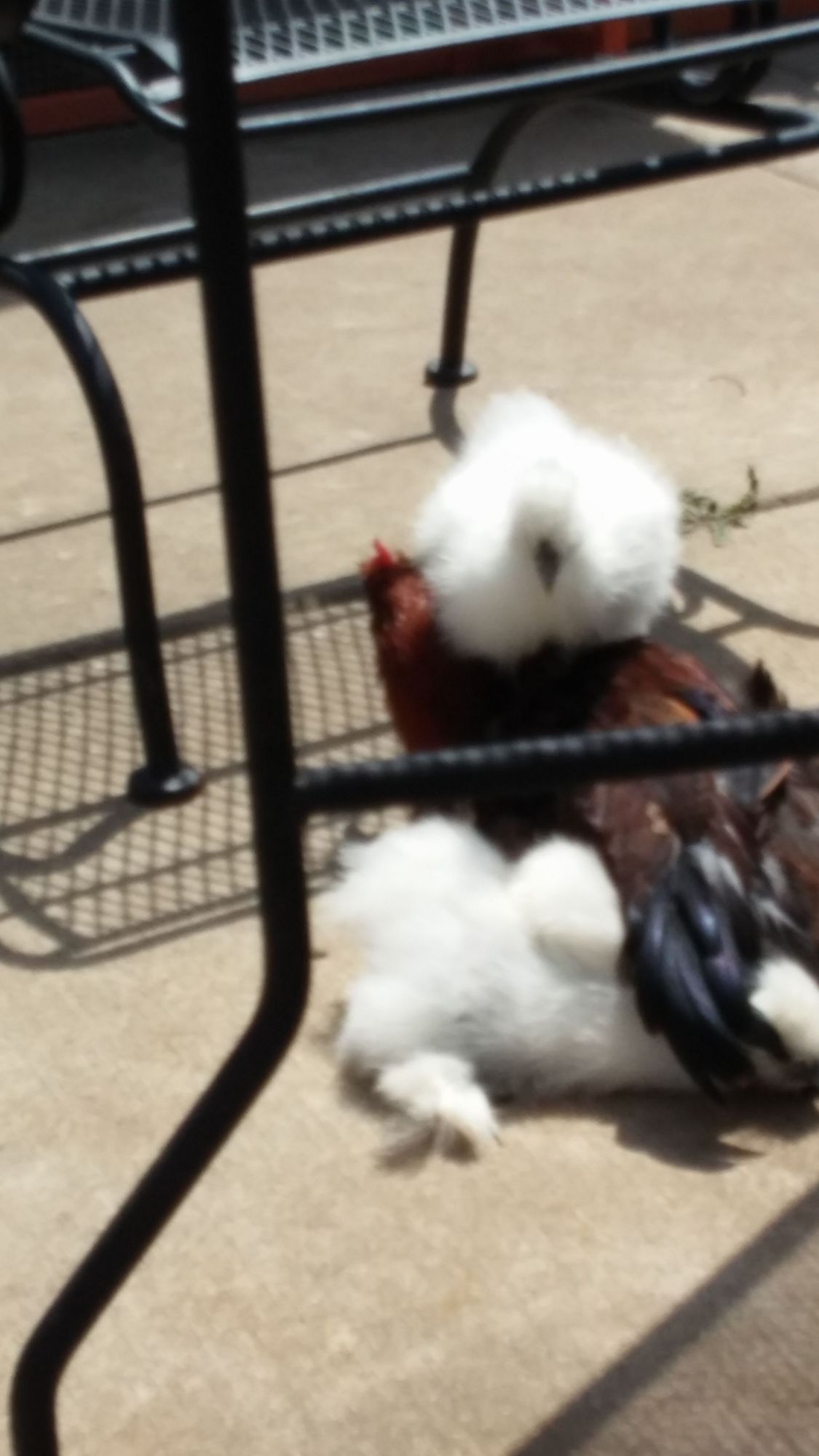 STILL LOOKING!!!.... Experienced Caponizer, Caponizing, Caponize ...