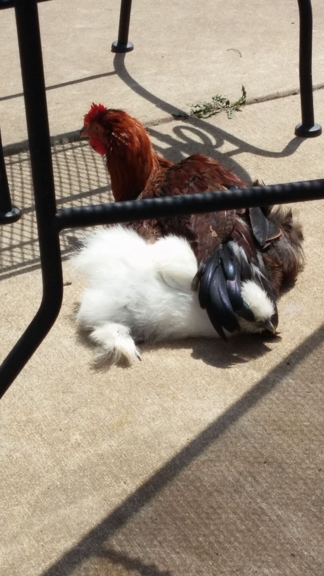 STILL LOOKING!!!.... Experienced Caponizer, Caponizing, Caponize ...