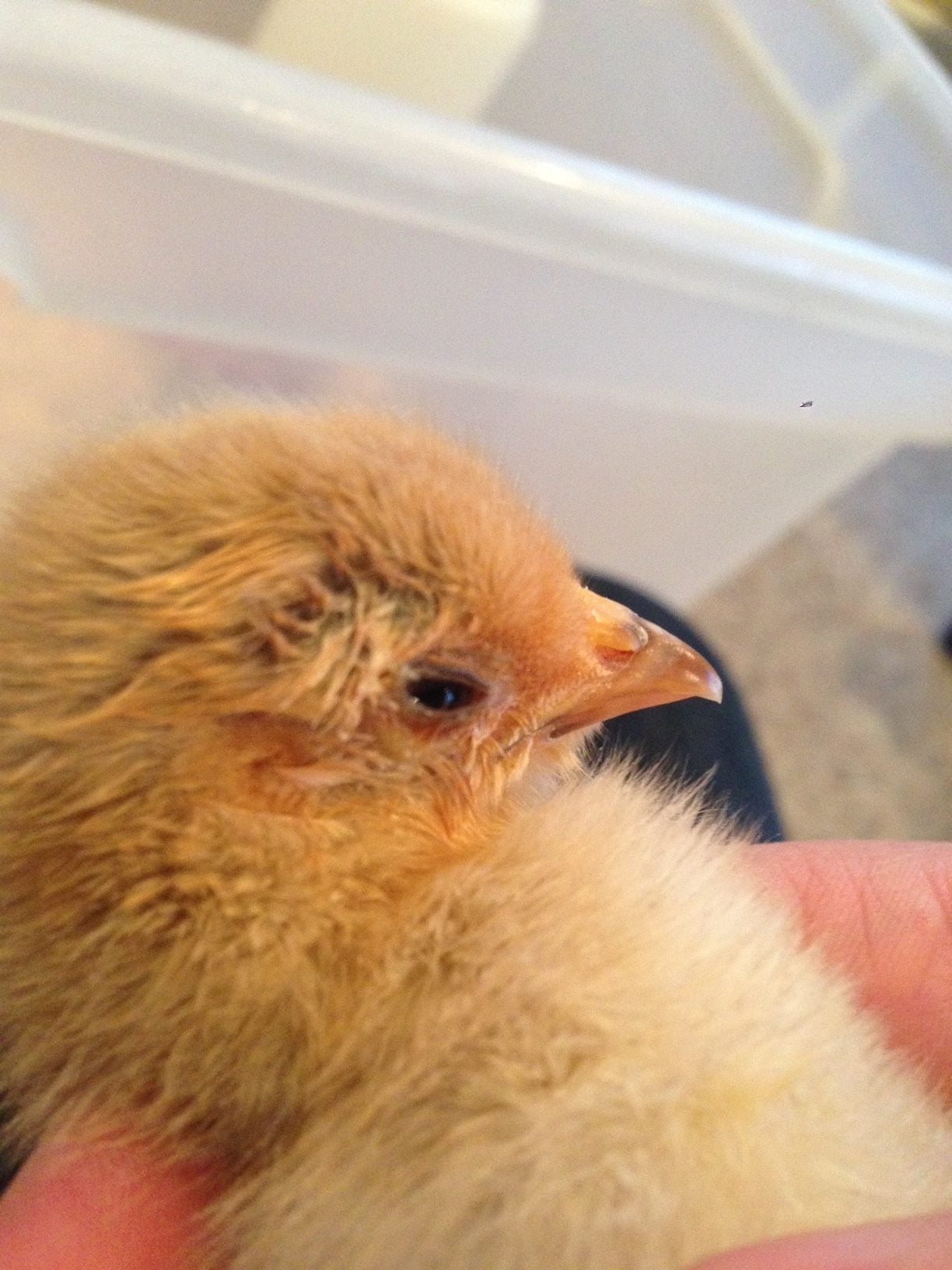 Watery/crusty eye | BackYard Chickens - Learn How to Raise Chickens