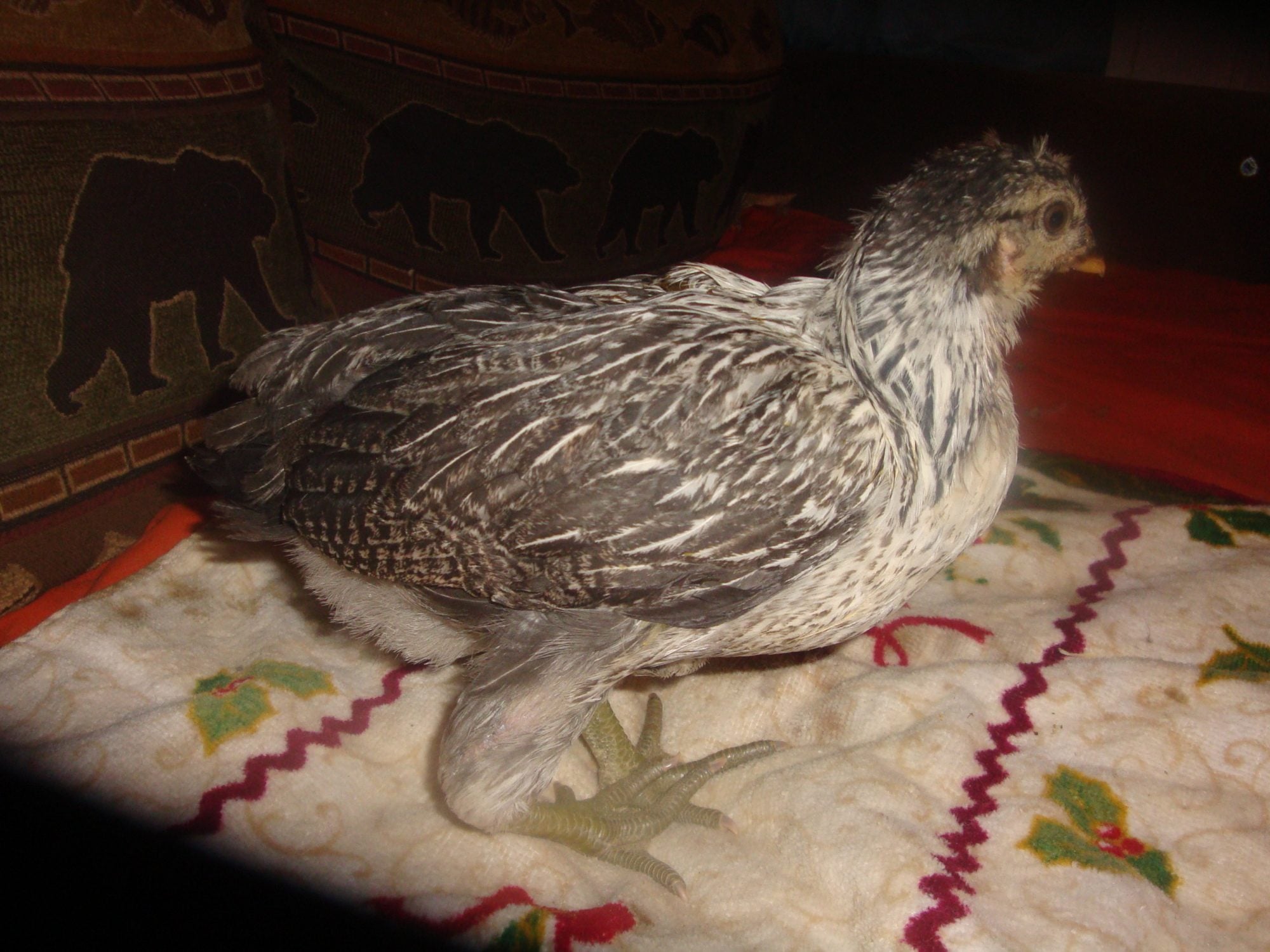 5-6 week old Easter Egger - pullet or cockerel? | BackYard Chickens ...
