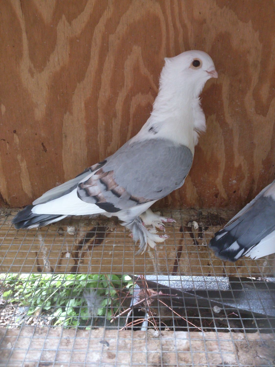 seraphim or oriental frill? | BackYard Chickens - Learn How to Raise ...