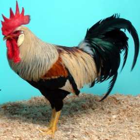 GOLDEN DUCKWING LEGHORNS | BackYard Chickens - Learn How to Raise Chickens