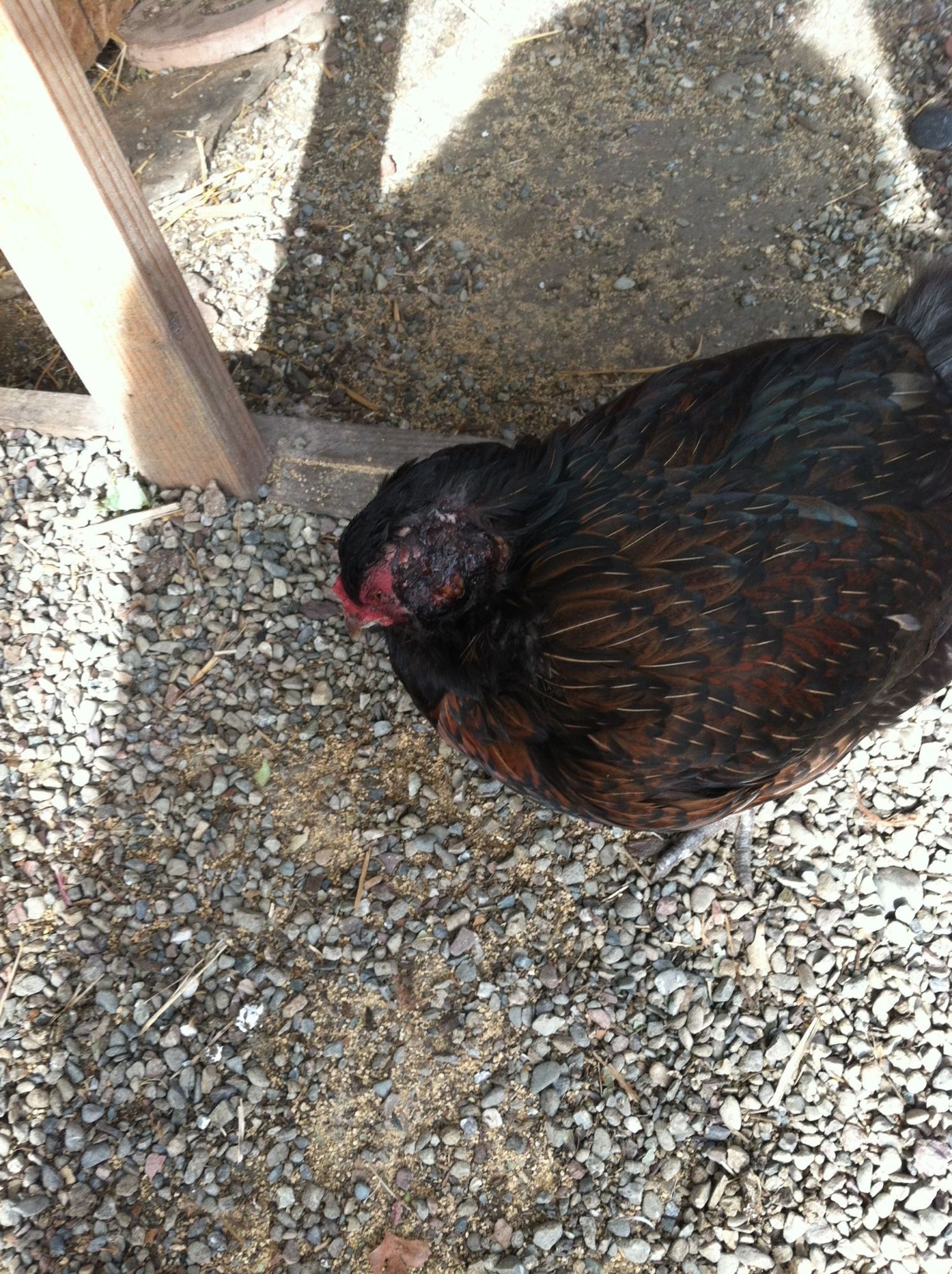 will a skunk attack a chicken