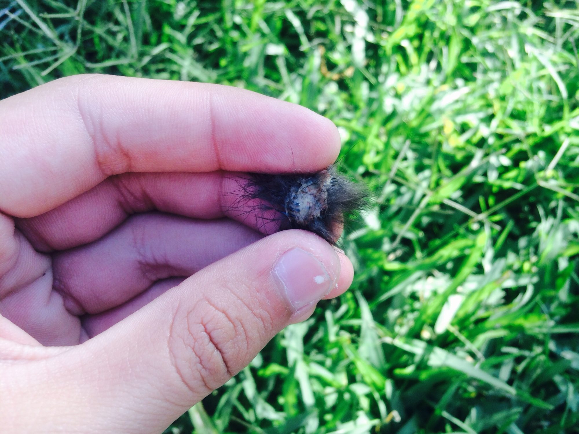 Baby Chick Back-Head-Skin torn off (PICTURES INCLUDED) | BackYard ...