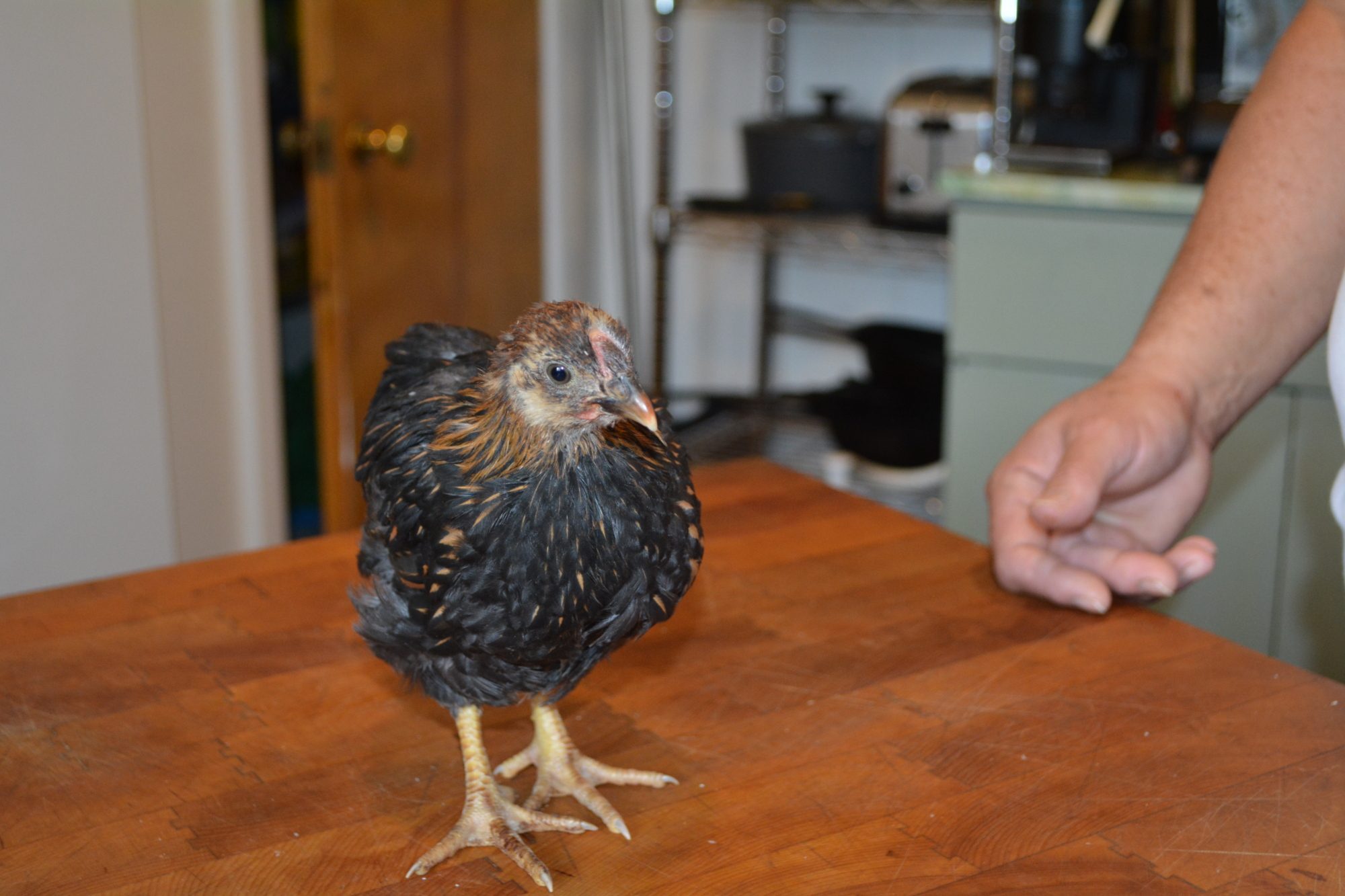 RUNT Golden Laced Wyandotte. Pullet or Cockerel? | BackYard Chickens ...