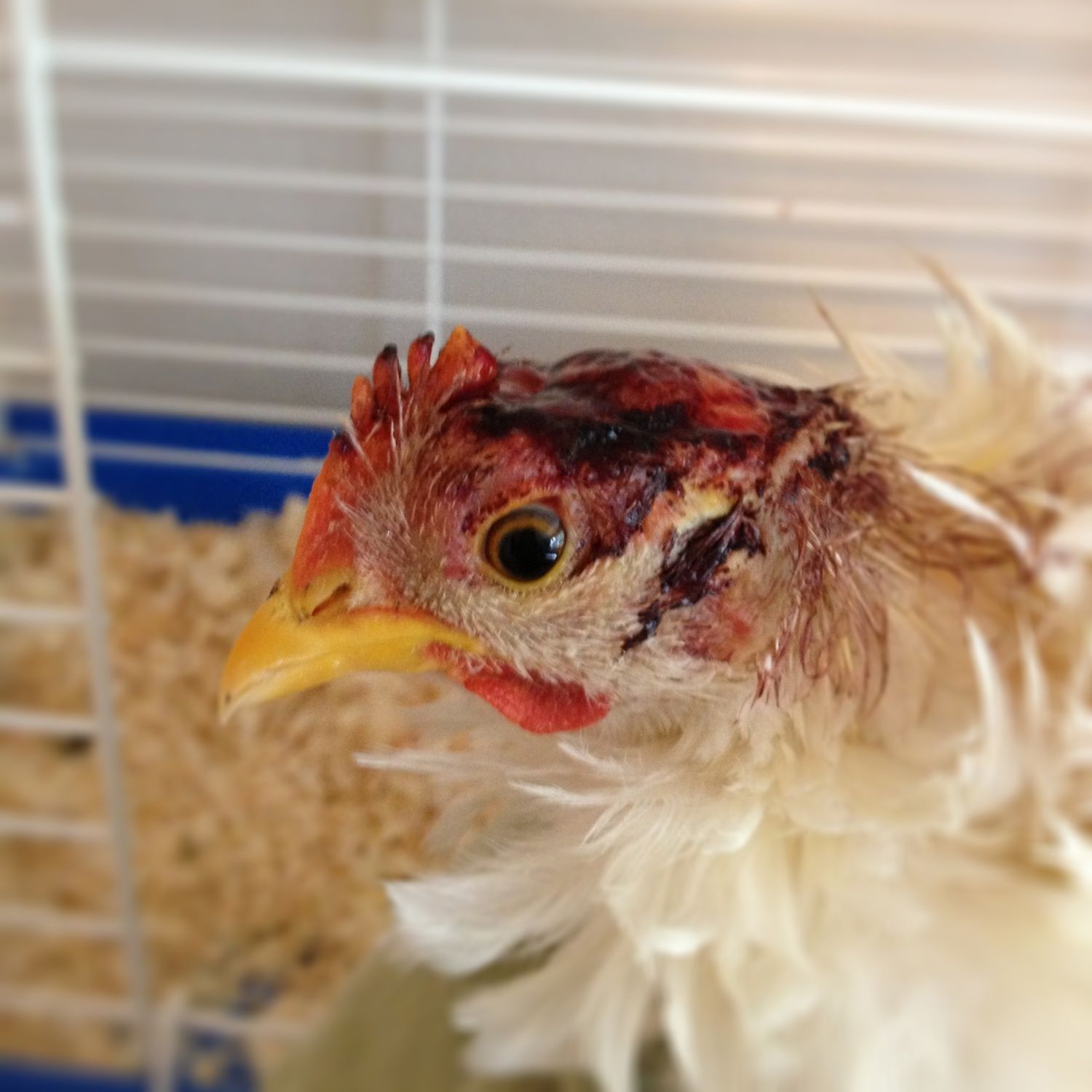 When to introduce chicks to hens? Disaster. | BackYard Chickens - Learn ...