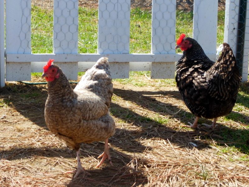 Breeding Black Silkie Roo + Barred Rock Banty Hen - Questions ...