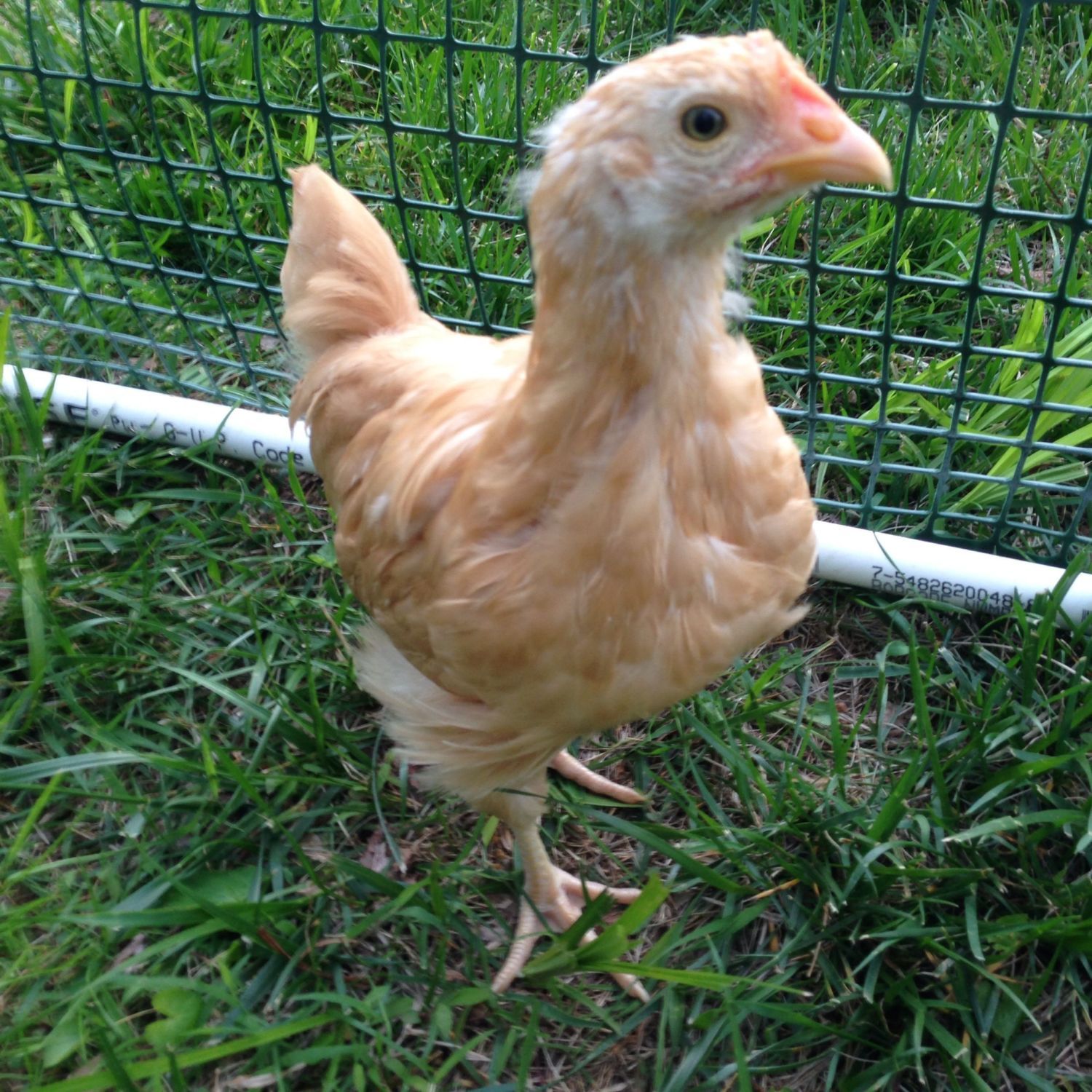 Pullet or Cockerel? 6 weekers | BackYard Chickens - Learn How to Raise ...