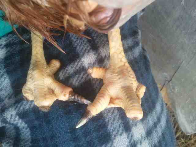 Limping hen, swollen foot, drained it today | Page 3 | BackYard ...