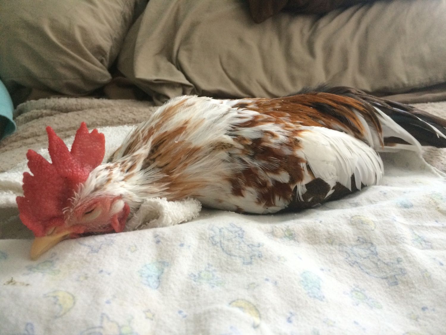 The cute things Serama chickens do | BackYard Chickens - Learn How to ...