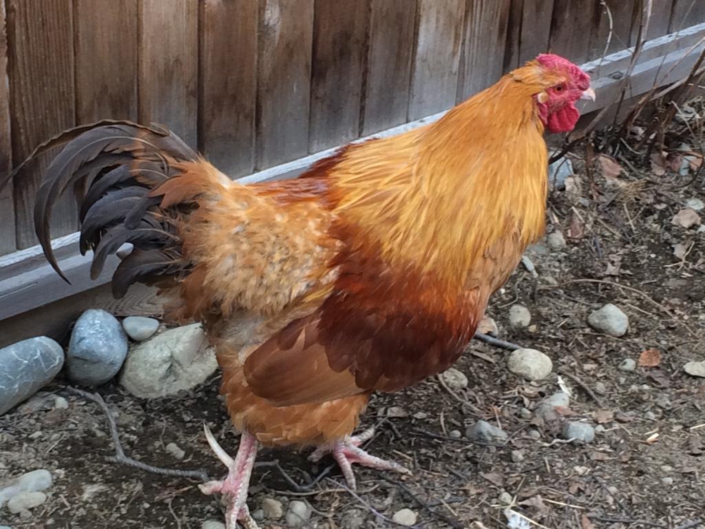 Black chick feathered feet | BackYard Chickens - Learn How to Raise ...