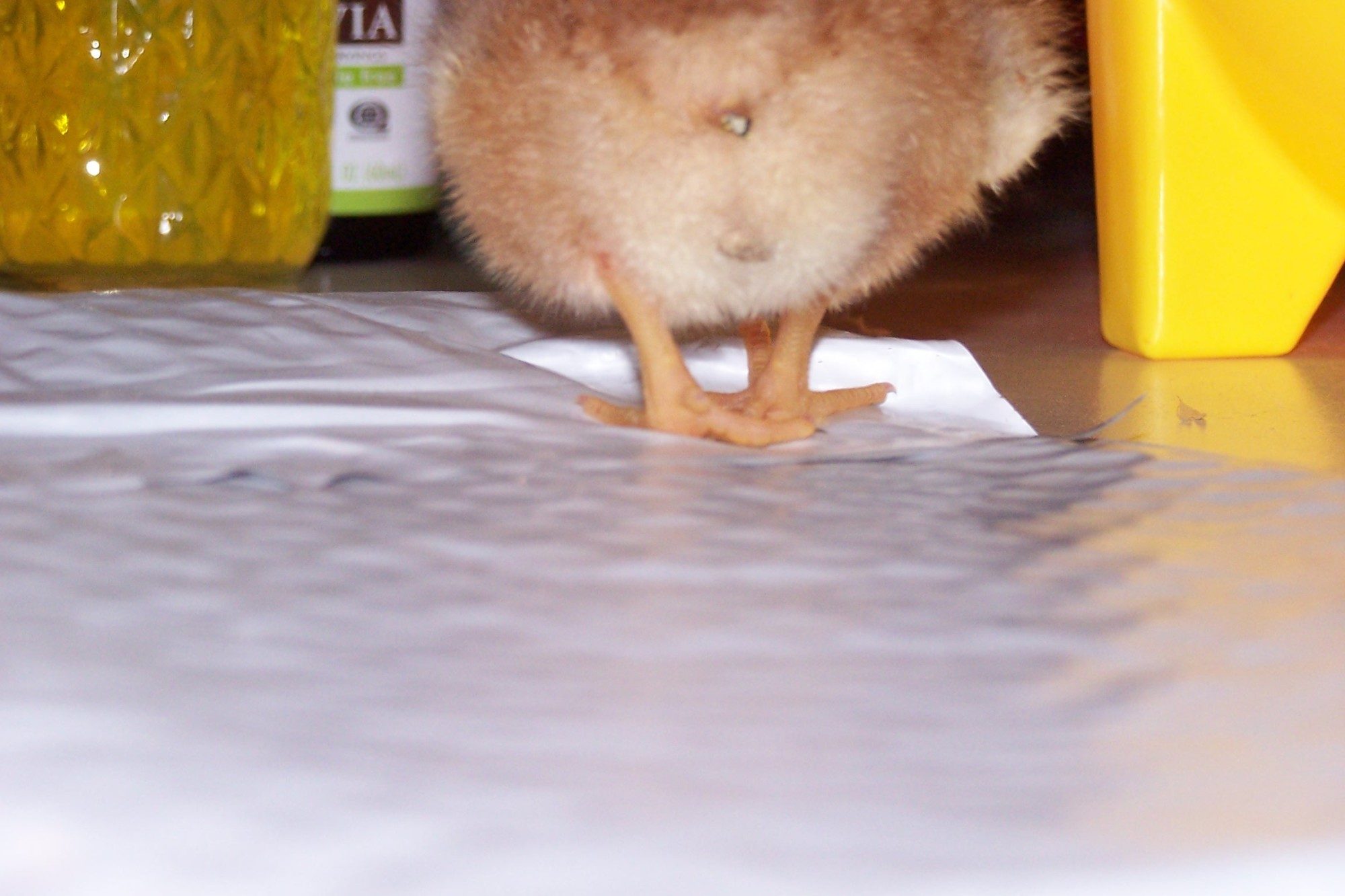 Newly hatched chick, bloody protruding vent? | BackYard Chickens ...