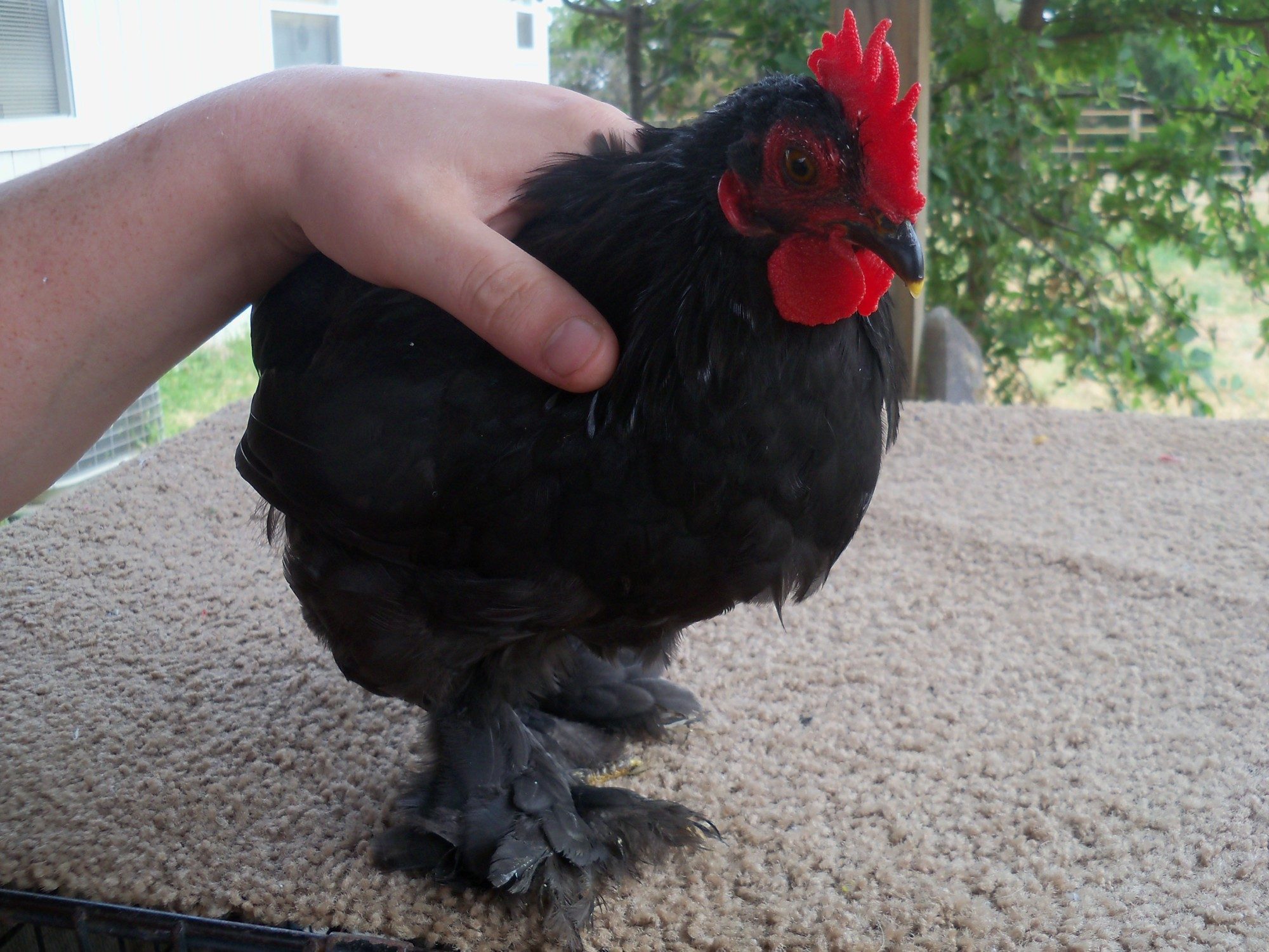 Black Cochin Chickens
