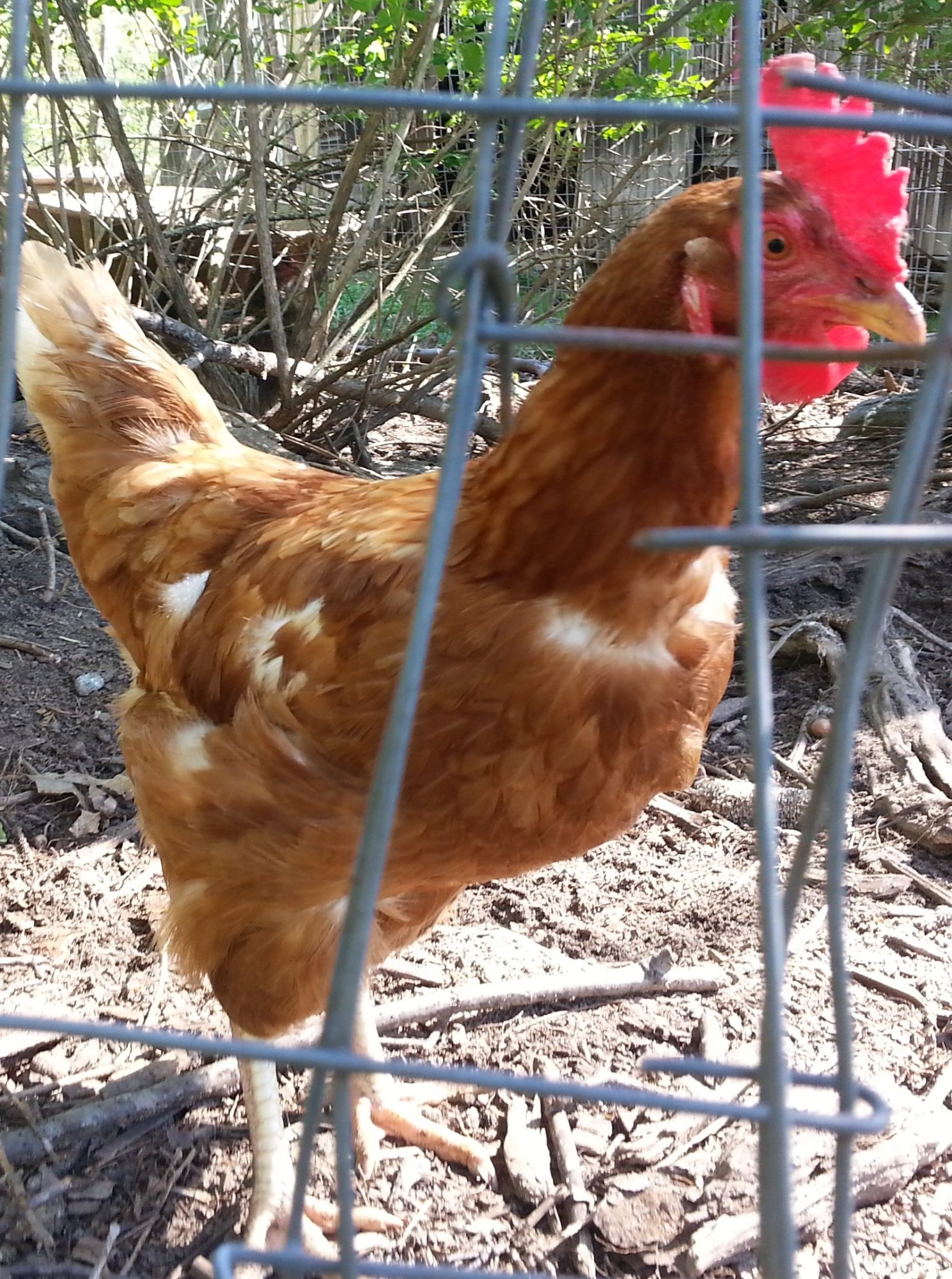hens missing feathers. not rooster, not mites, not molting, laying ...