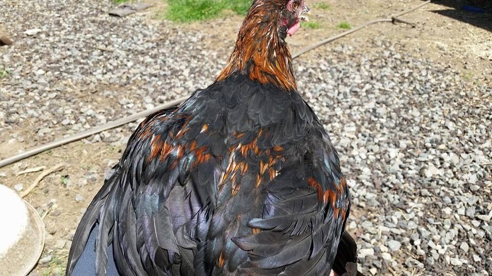 BCM hen or roo? | BackYard Chickens - Learn How to Raise Chickens