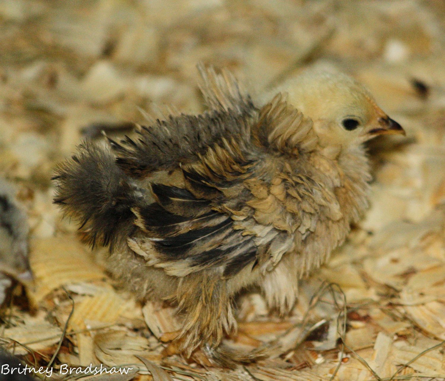 Bantam Cochin Color? | BackYard Chickens - Learn How to Raise Chickens