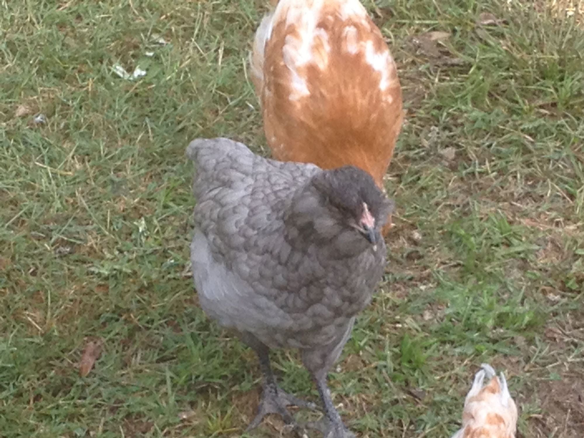Blue Marans Americauna? Mystery pullet, and Speckled Sussex - hen or ...