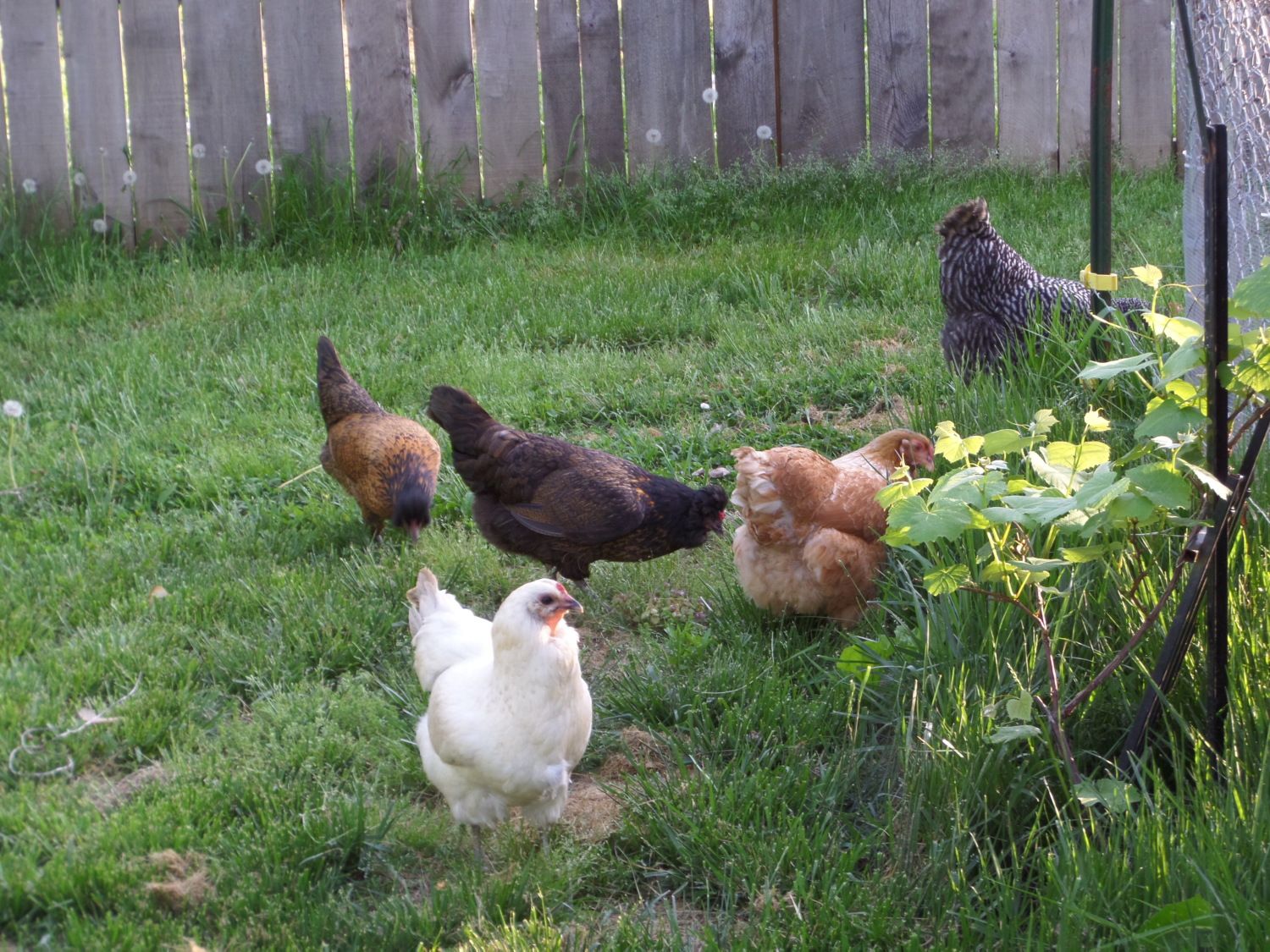 pictures of my hens. | BackYard Chickens - Learn How to Raise Chickens