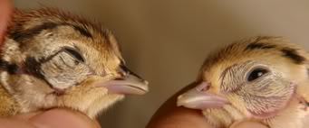 ring necked pheasant chicks