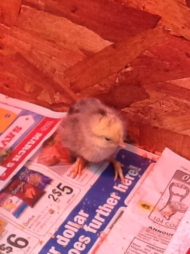 Four day old Columbian Wyandotte with crooked toes. How to fix it ...