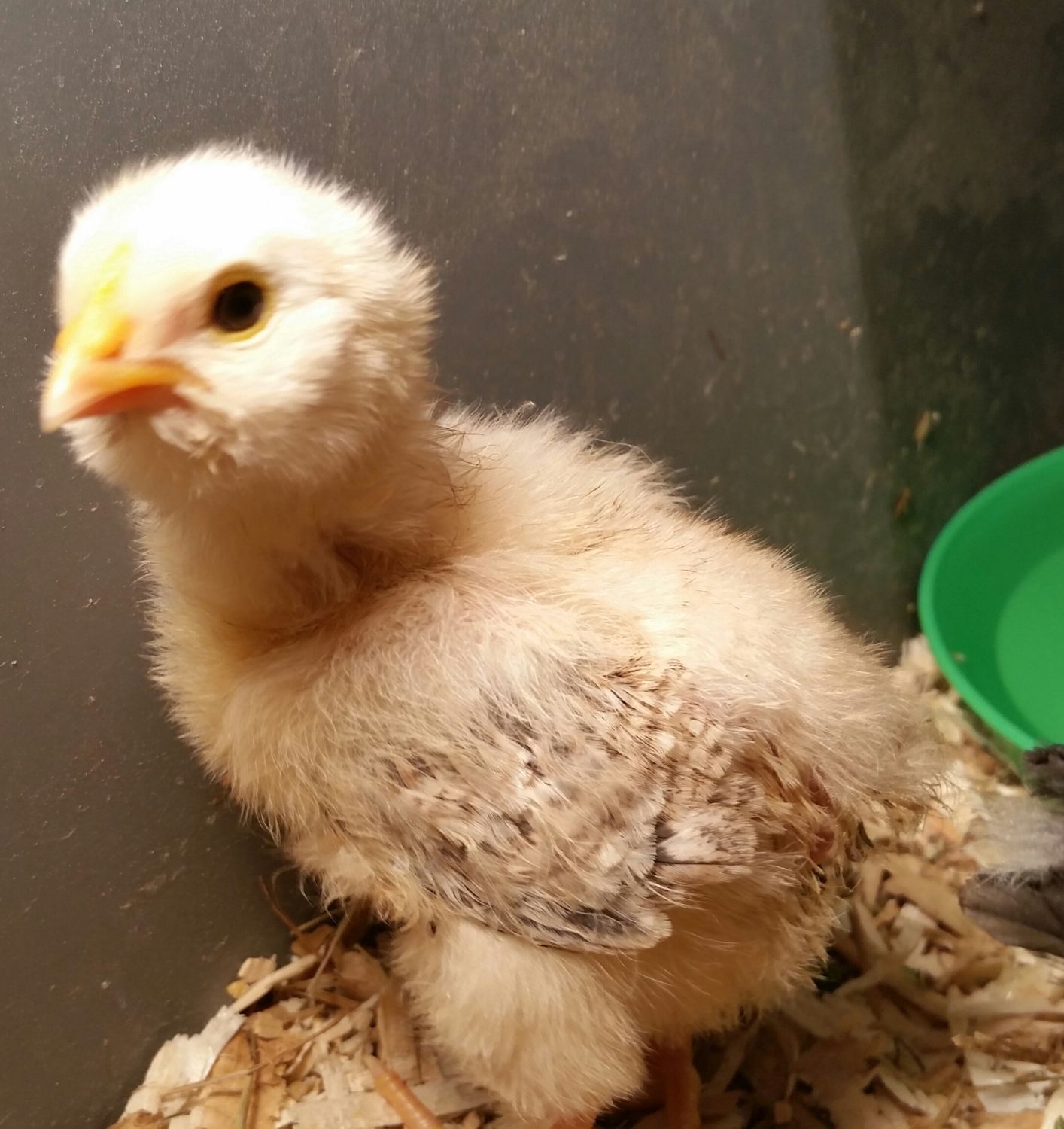 Is my Salmon Faverolles chick , male or female?? | BackYard Chickens ...