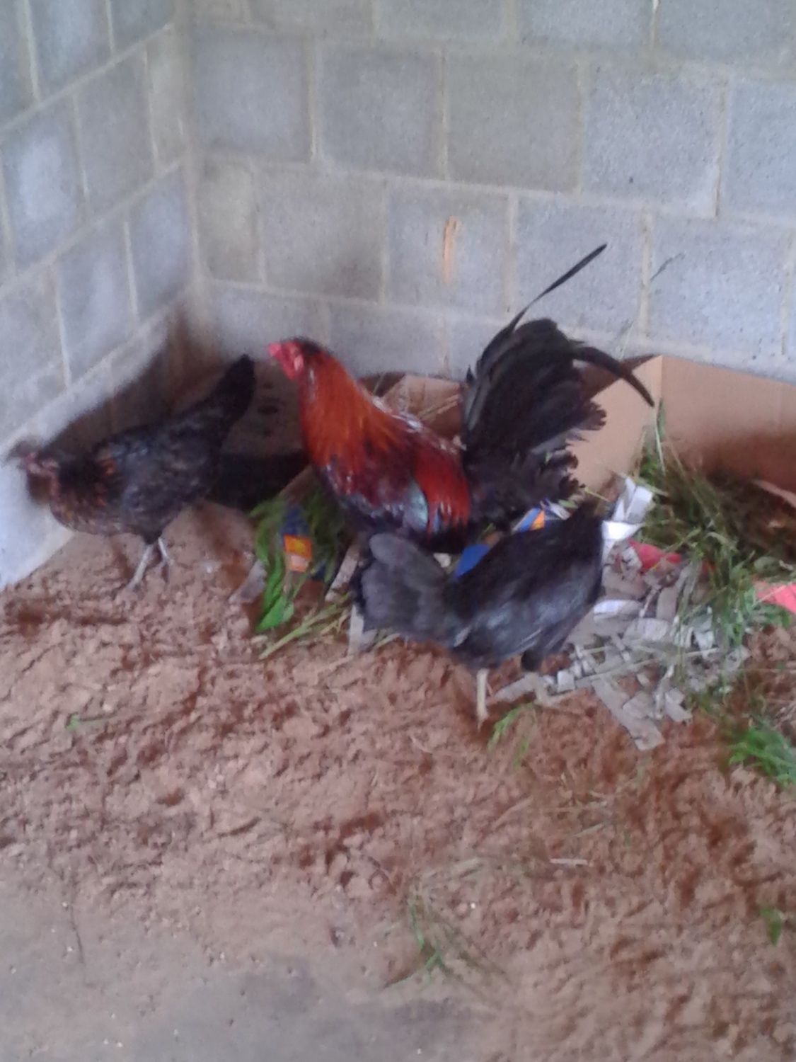 What Breed Of Chickens Do I Have Backyard Chickens Learn How To